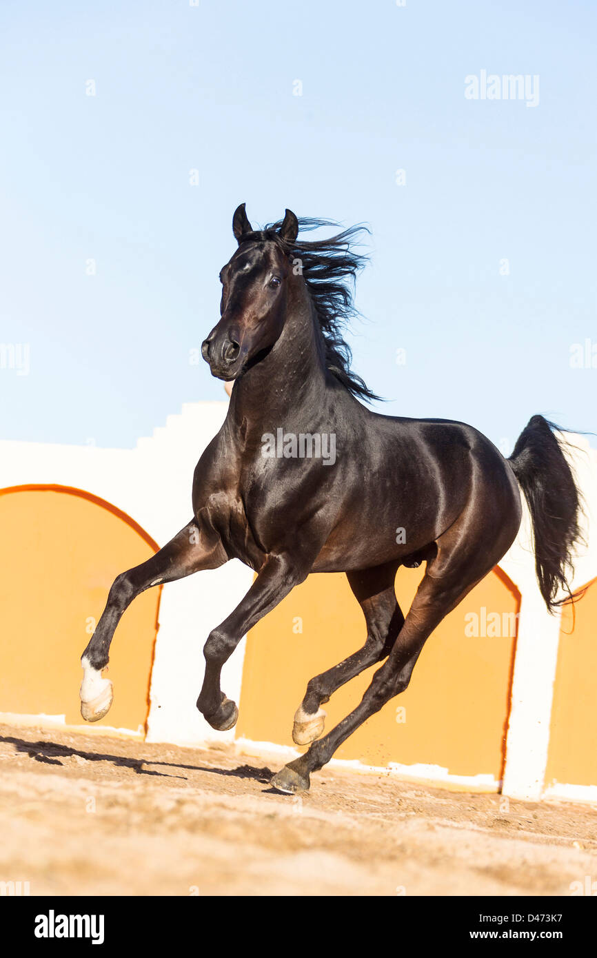 Purebred Arabian Horse. Bay stallion galloping in a paddock Stock Photo ...