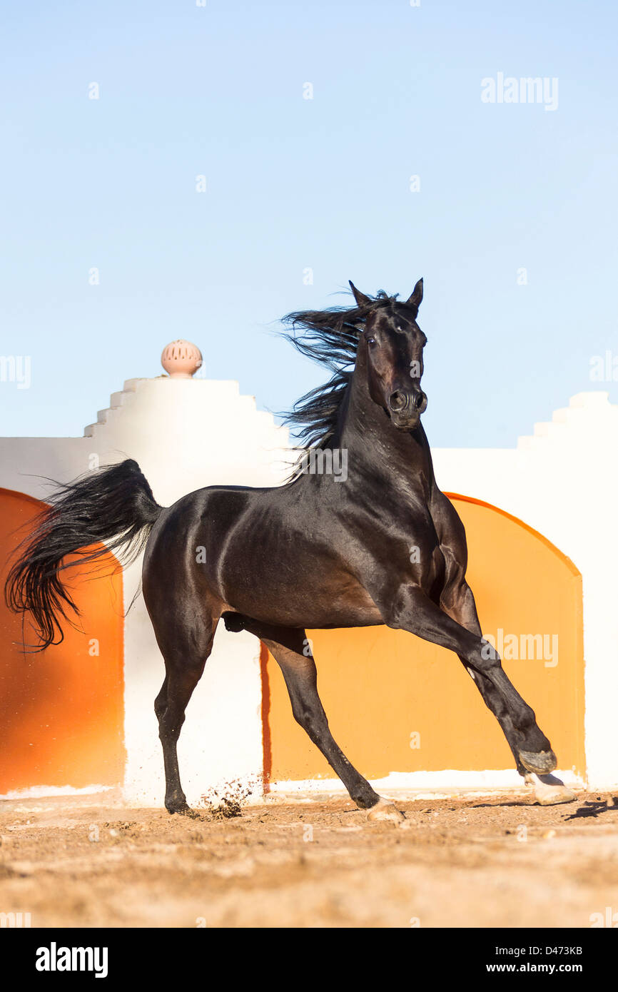 Purebred Arabian Horse. Bay stallion galloping in a paddock Stock Photo ...