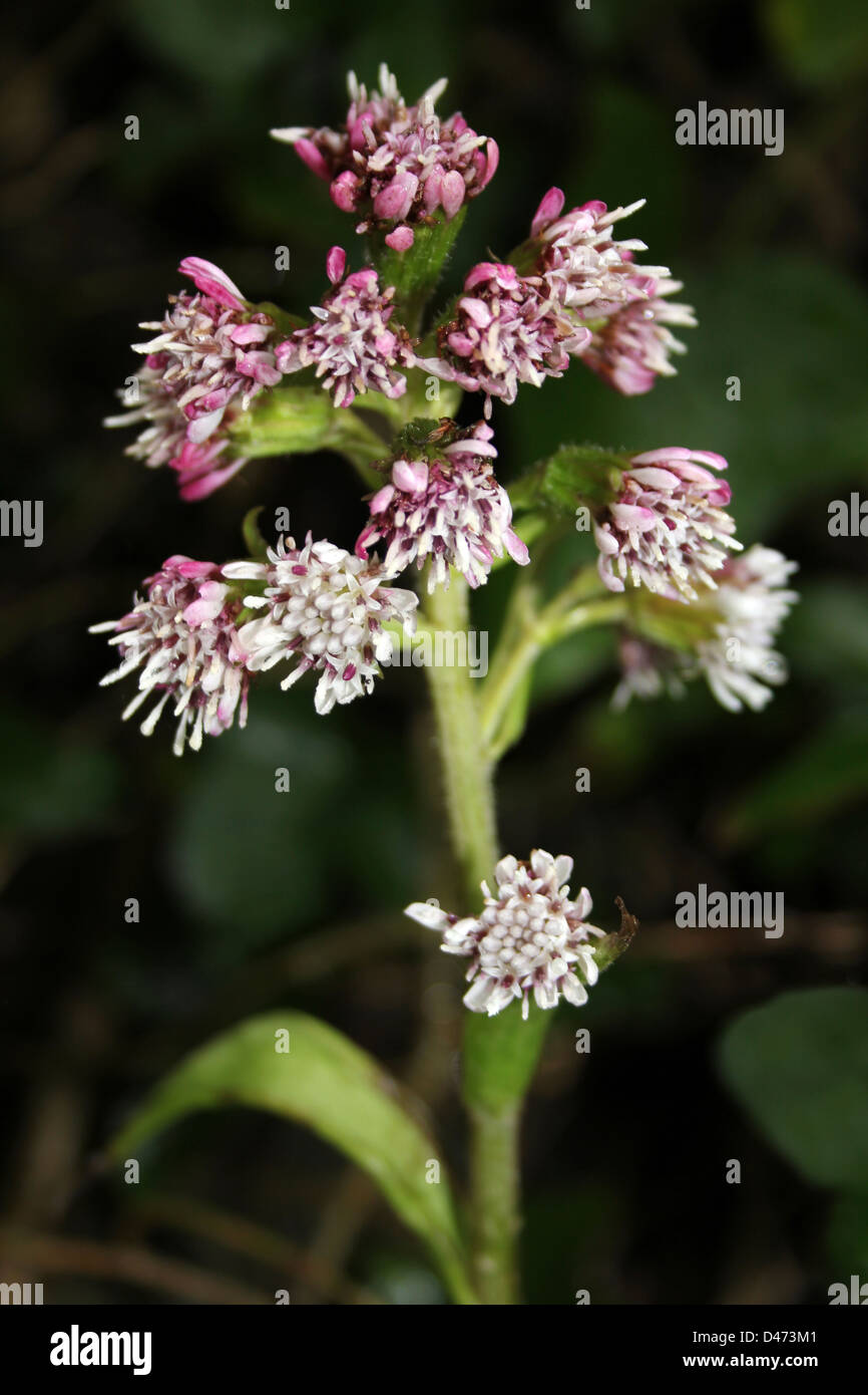 Heliotrope hi-res stock photography and images - Alamy