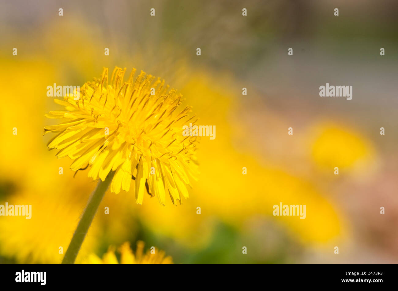 Flower sepal micro hi-res stock photography and images - Alamy