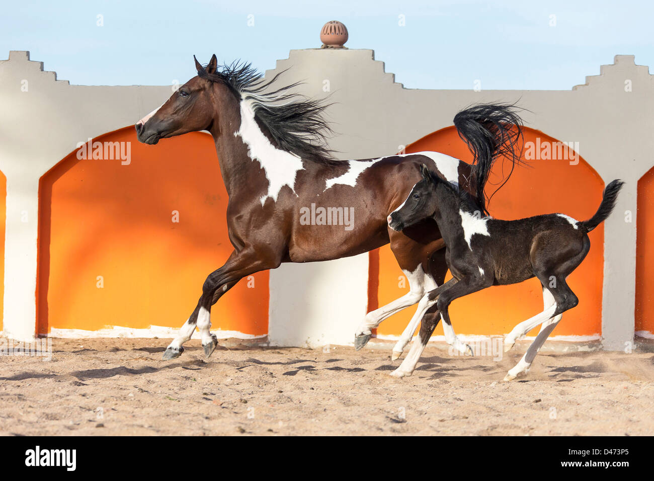 Pinto arabian foal hi-res stock photography and images - Alamy