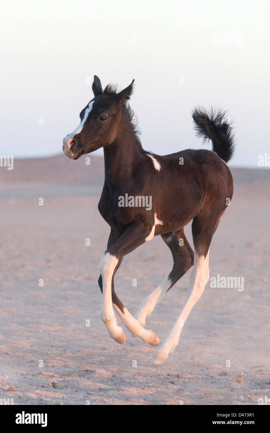 Pinto arabian horse hi-res stock photography and images - Alamy