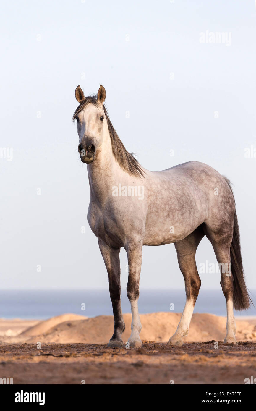 Barb Horse. Gray mare standing in the desert Stock Photo - Alamy