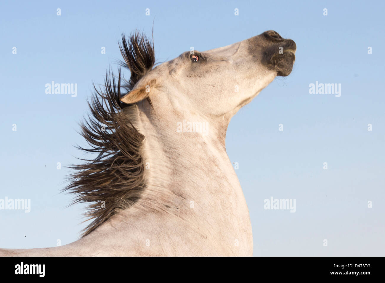 Barb Horse. Portrait of gray mare Stock Photo - Alamy