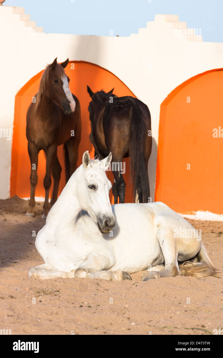 Barb Horse. Old gray mare resting in a paddock Stock Photo - Alamy