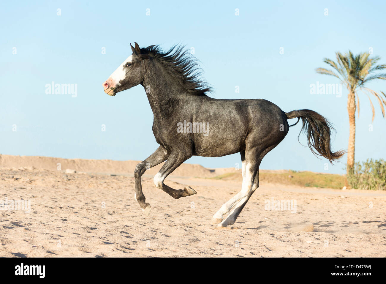 Barb Horse. Young stallion galloping in the desert Stock Photo - Alamy