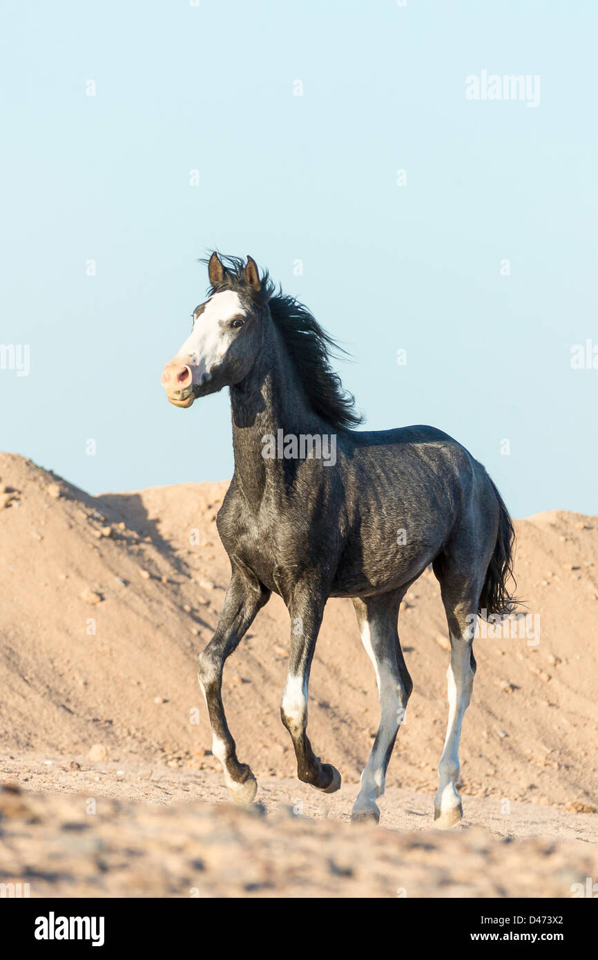 Barb Horse. Young stallion galloping in the desert Stock Photo - Alamy