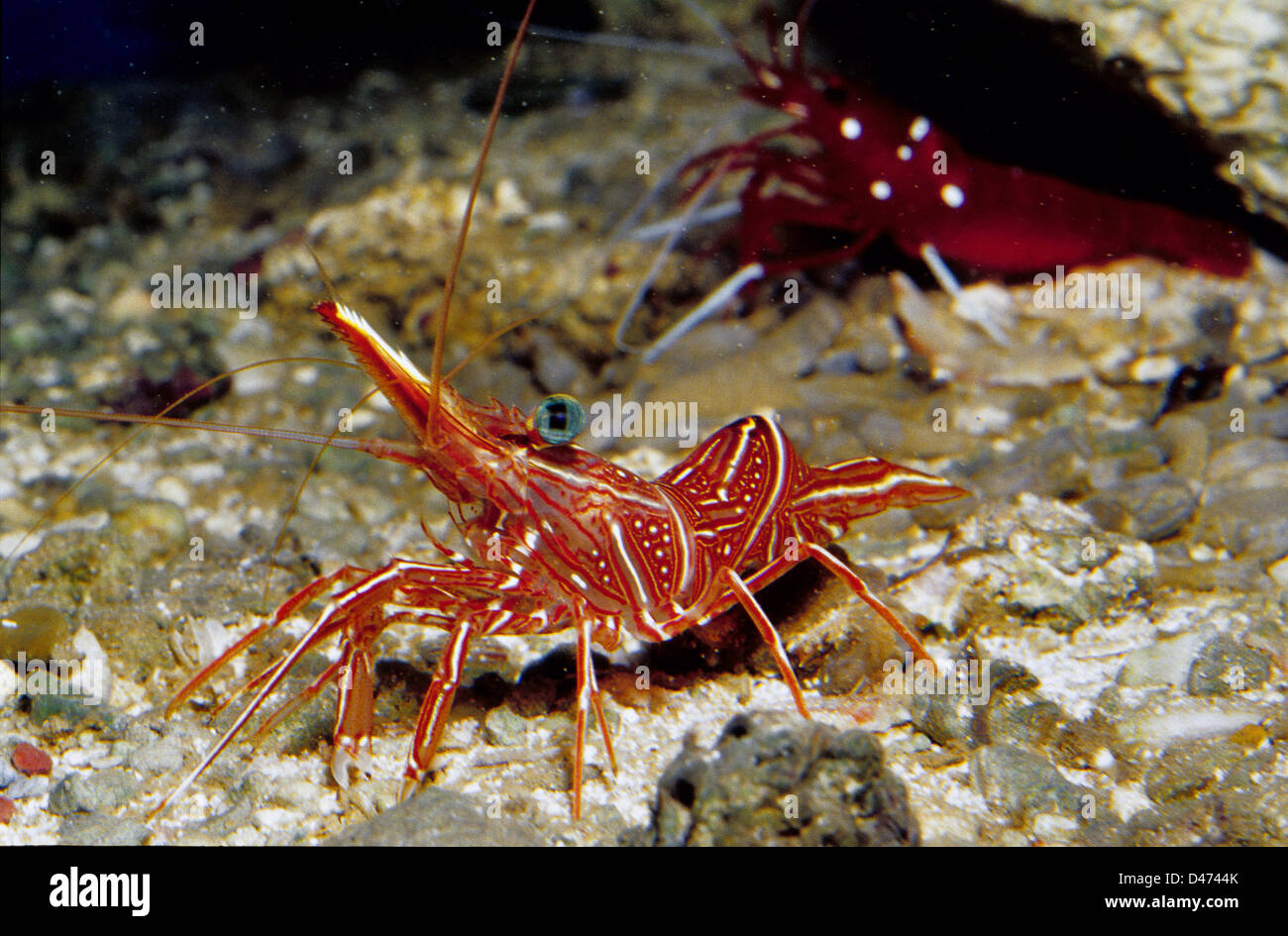 Hingebeak Shrimp Rhynchocinetes rugulosus, Crustacean Stock Photo - Alamy