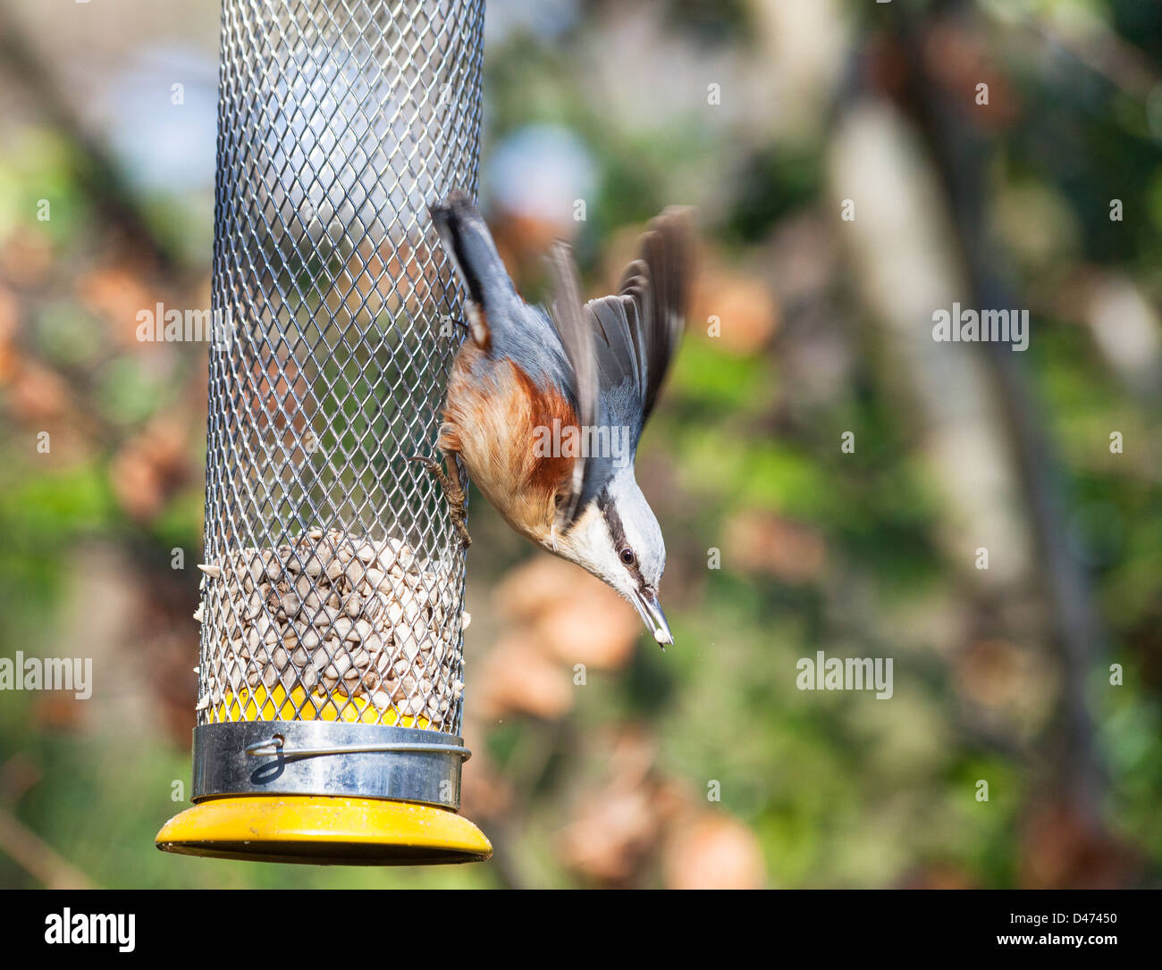 Nuthatch flying on a sunflower hi-res stock photography and images - Alamy