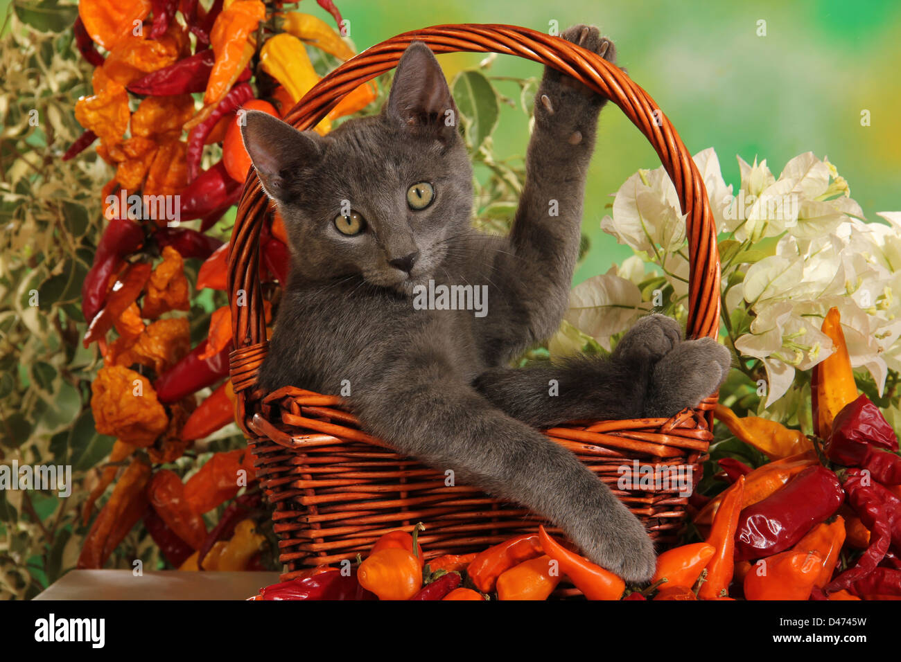 Domestic Cat. Gray juvenile (100 days old) in a basket next to Chili ...