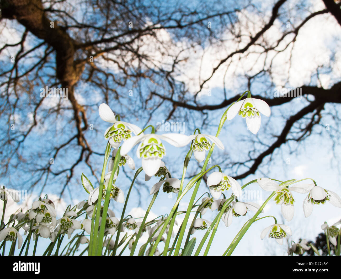 Snowdrops in spring under trees with a cloudy blue sky Stock Photo - Alamy