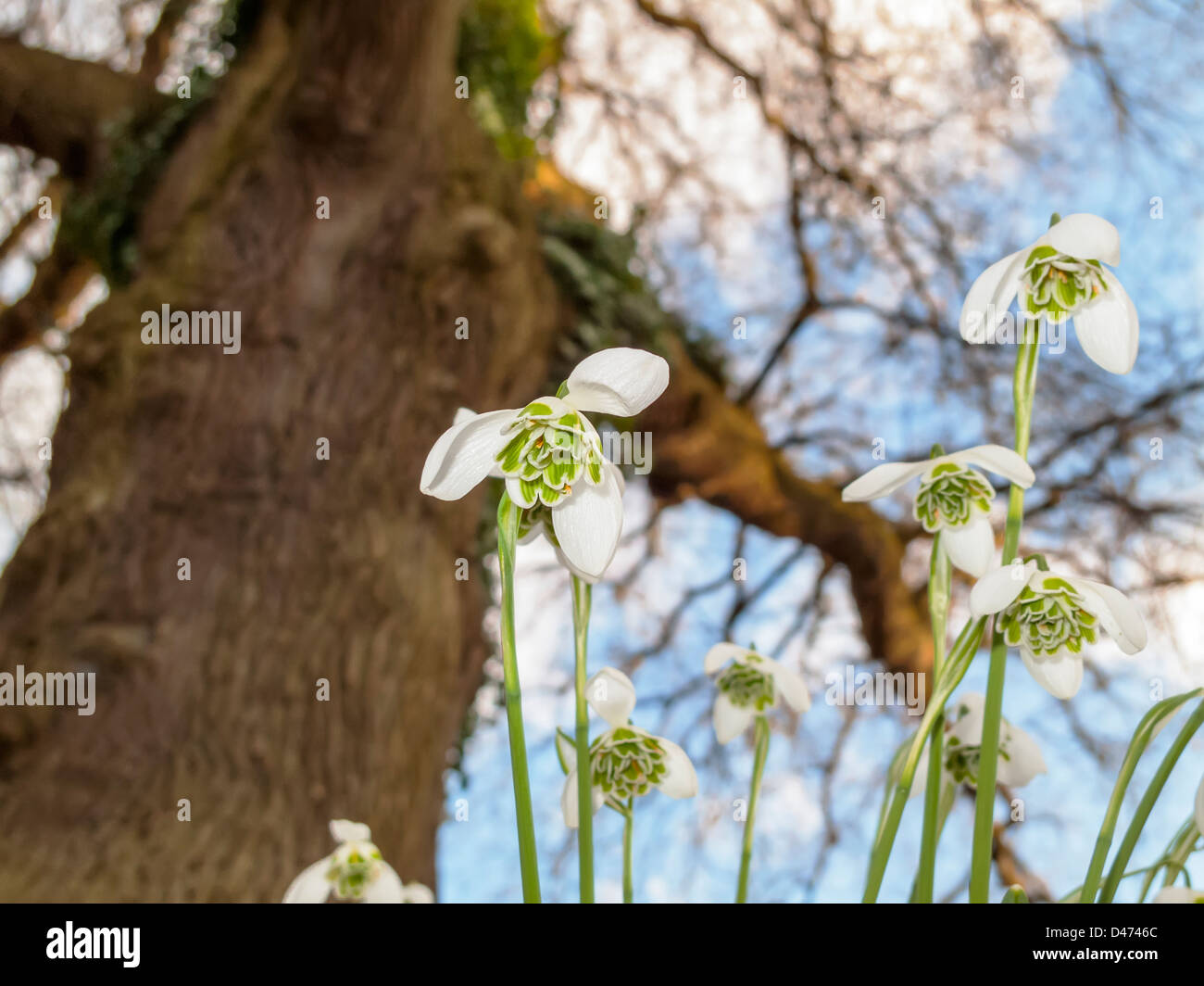 Double snowdrops under tree hi-res stock photography and images - Alamy