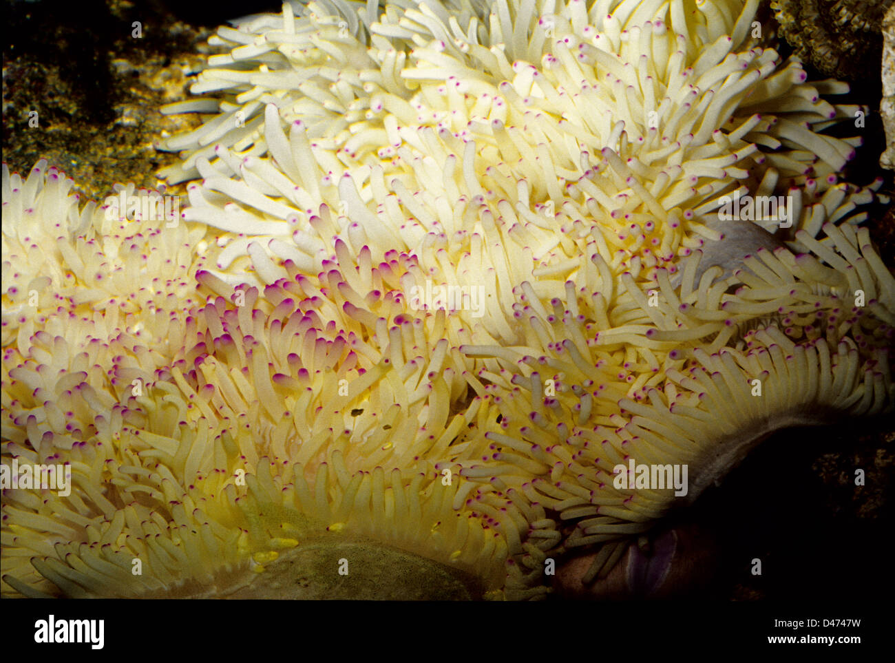 Condy Anemone Condylactis gigantea Stock Photo - Alamy