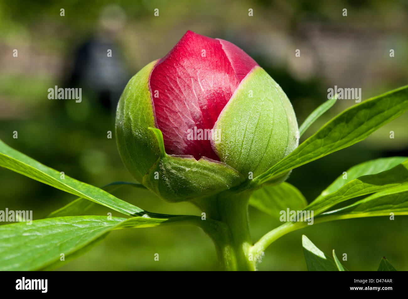 red peony bud Stock Photo - Alamy