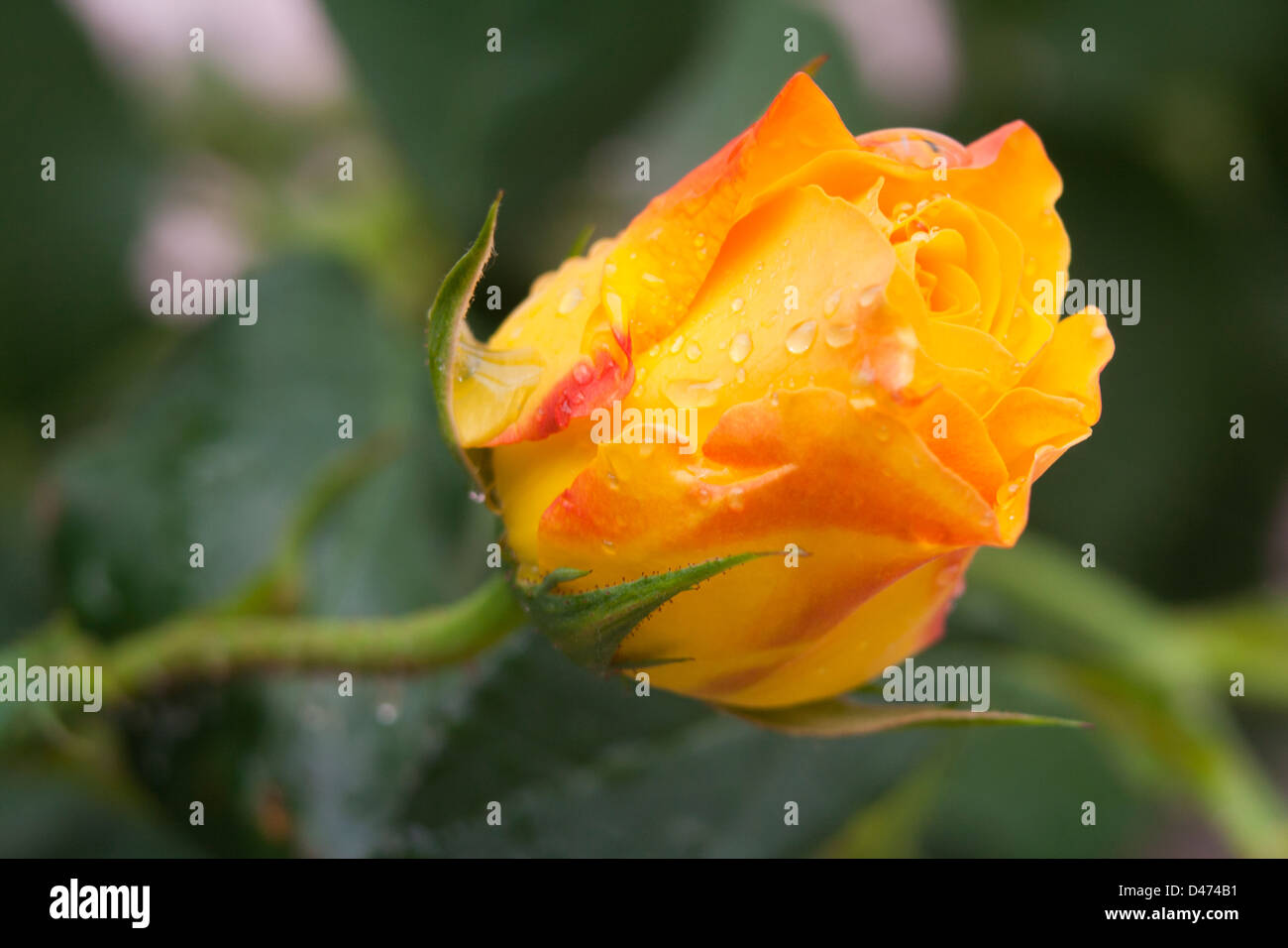 Beautiful Yellow Roses With Water Drops