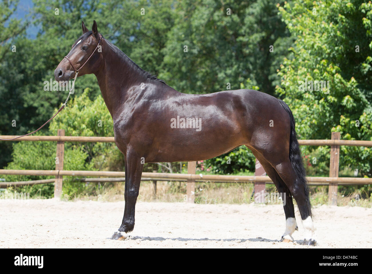 Hackney Horse. Bay mare standing in a paddock Stock Photo - Alamy