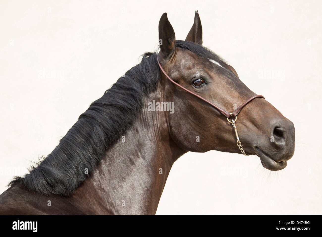 Hackney Horse. Portrait of bay mare Stock Photo - Alamy