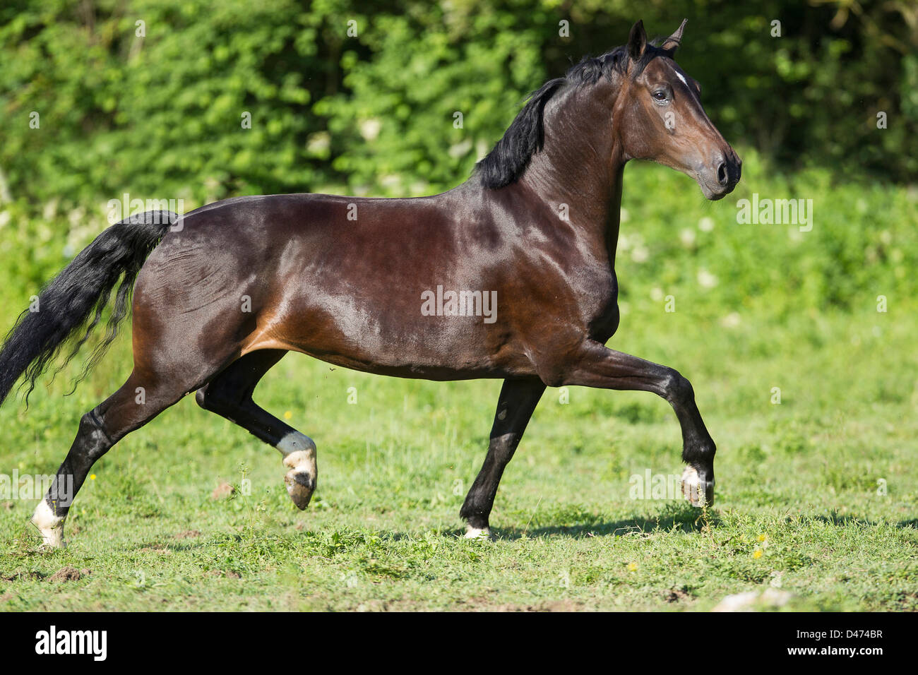 Hackney Horse. Bay mare trotting in a meadow Stock Photo - Alamy