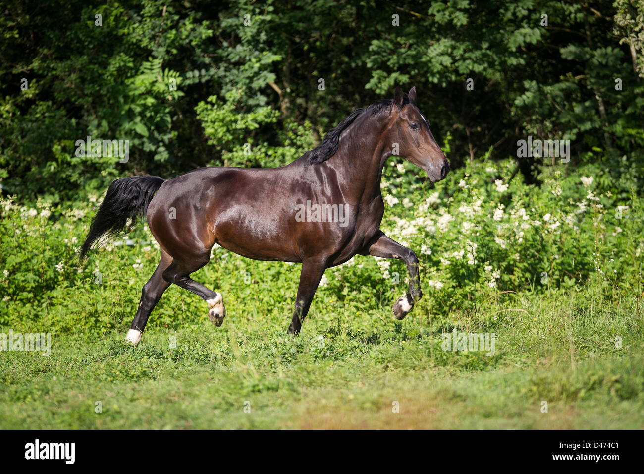 Hackney horse bay mare trotting hi-res stock photography and images - Alamy