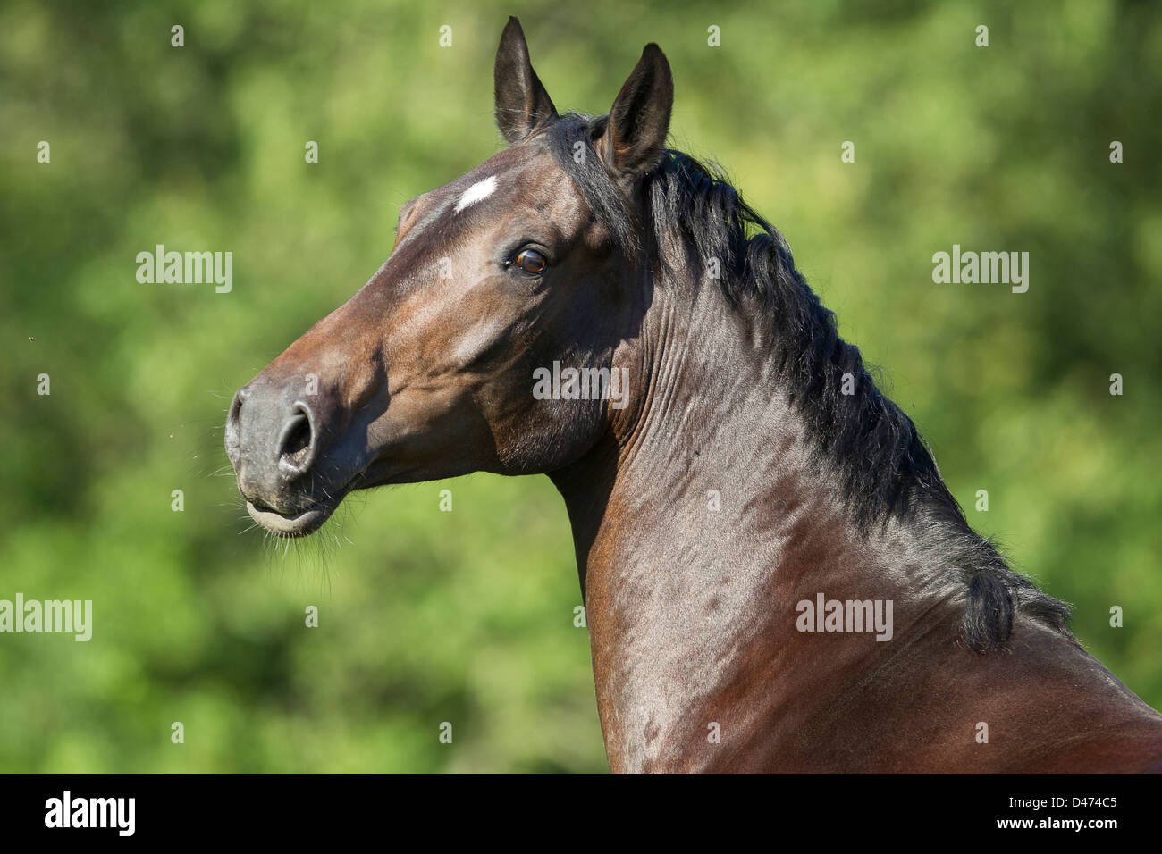 Hackney Horse High Resolution Stock Photography and Images - Alamy