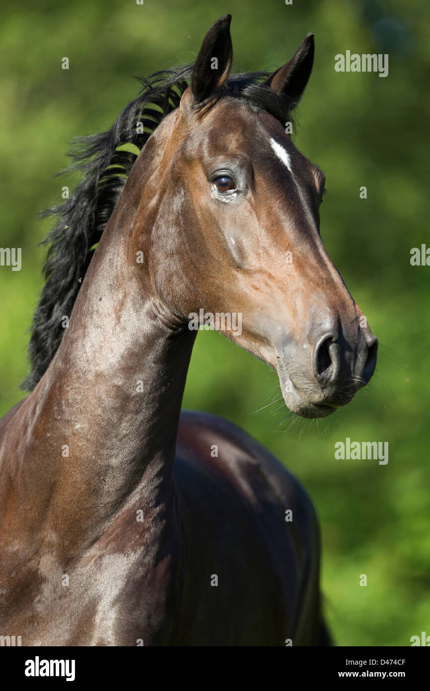 Hackney Horse. Portrait of bay mare Stock Photo - Alamy