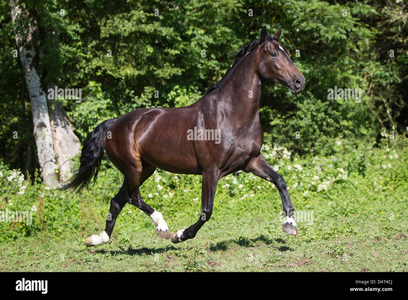 Hackney Horse. Bay mare trotting in a meadow Stock Photo - Alamy