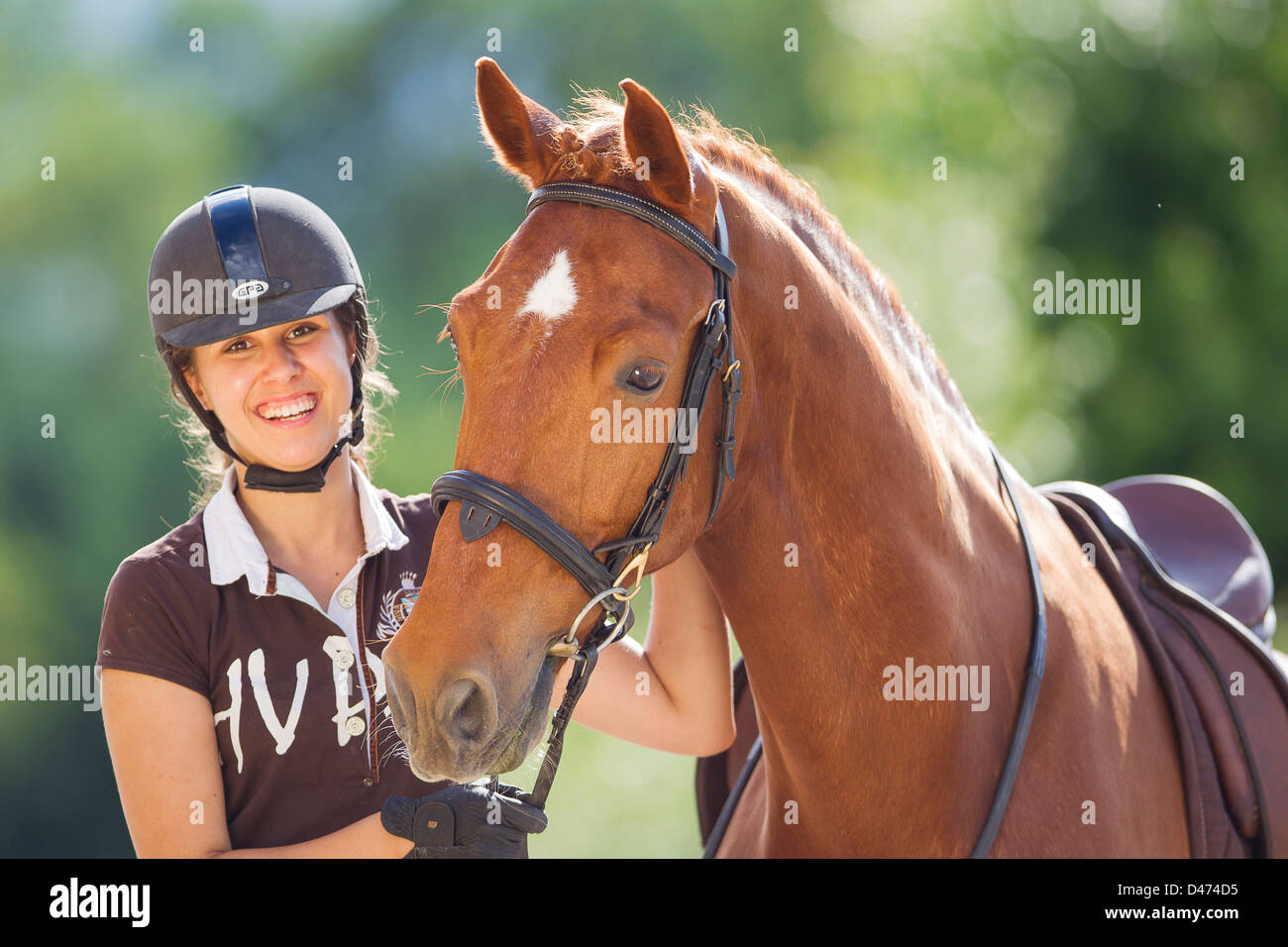 Hackney horse chestnut horse with rider hi-res stock photography and ...