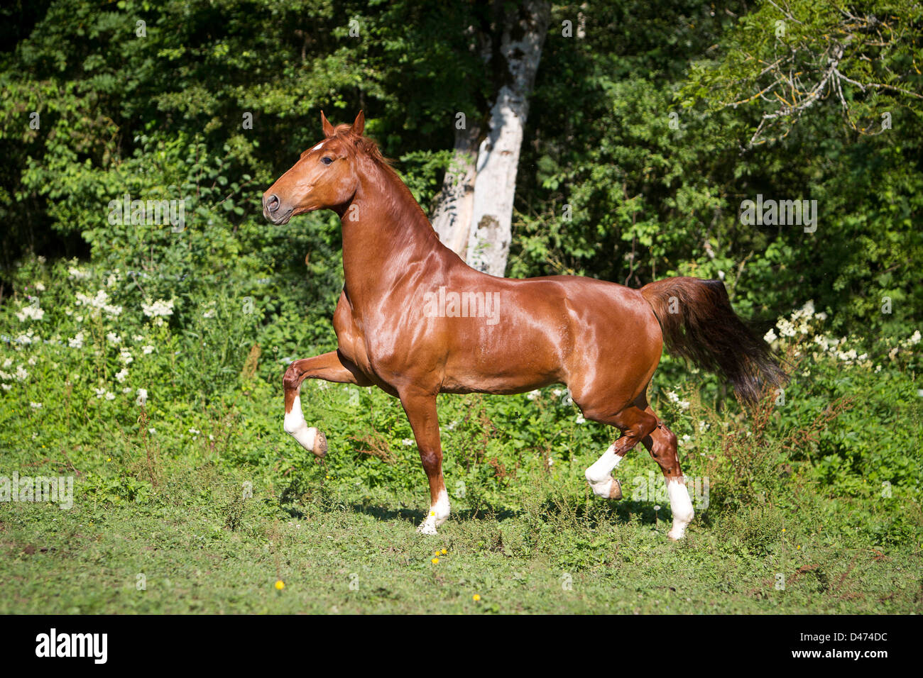 Hackney Horse. Chestnut horse trotting on a meadow Stock Photo - Alamy