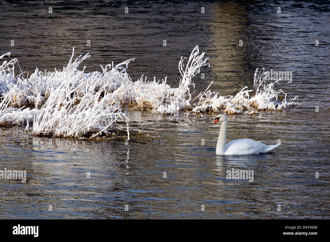 White swan in the cold winter river Stock Photo - Alamy