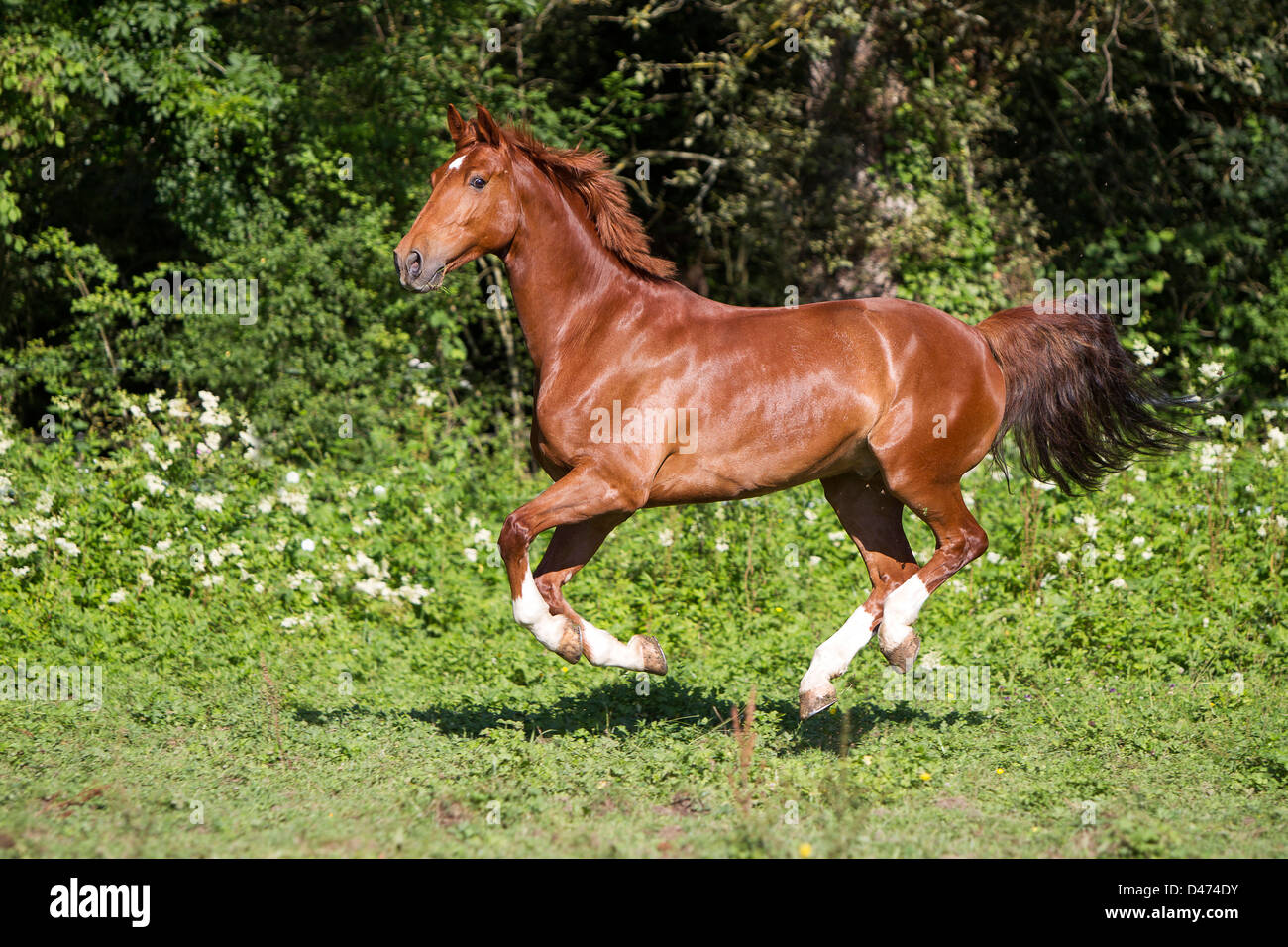 Hackney Horse. Chestnut horse galloping on a meadow Stock Photo - Alamy