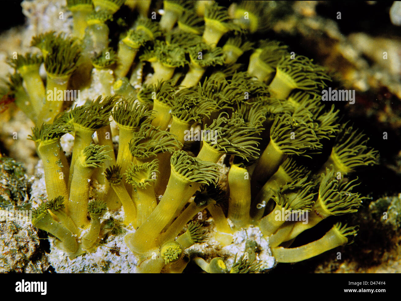 Yellow Polyps Parazoanthus sp, Zoanthidae Stock Photo - Alamy