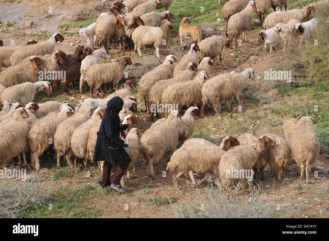 Female Beduin shepherd Photographed in Israel, Negev Stock Photo - Alamy