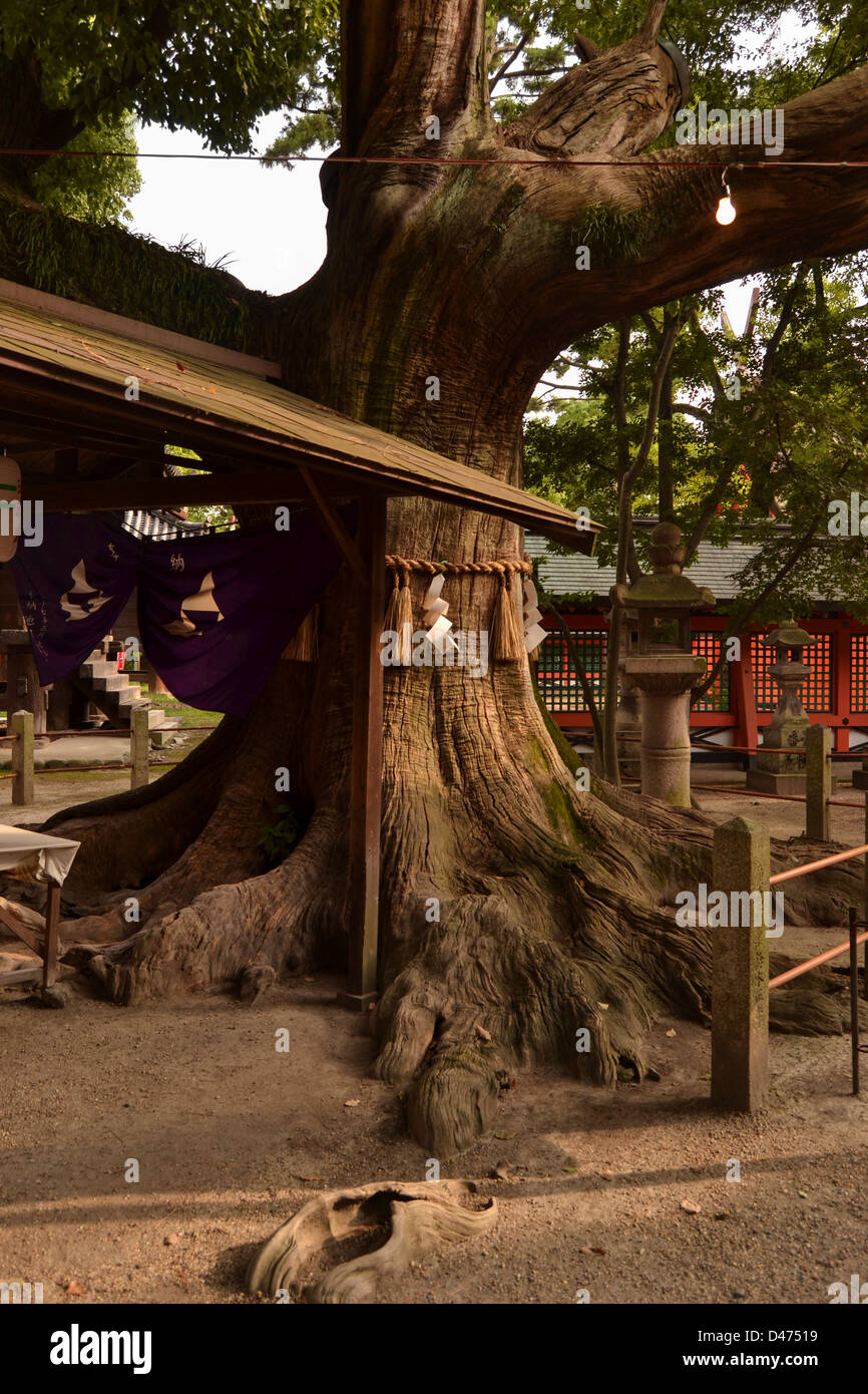 Sacred tree hi-res stock photography and images - Alamy