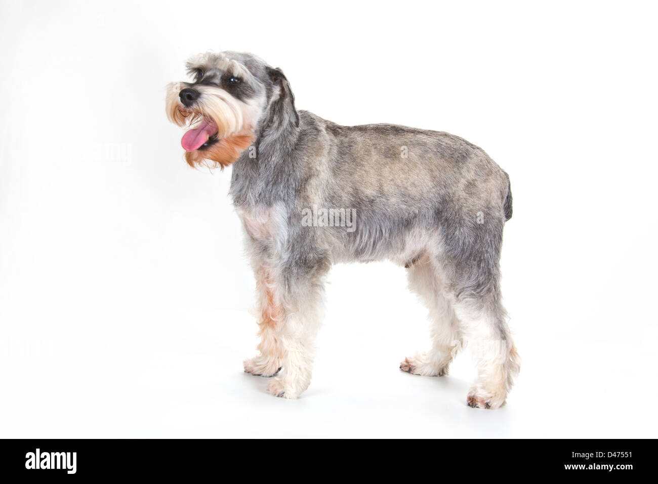 Miniature Schnauzer dog portrait standing profile on white background ...