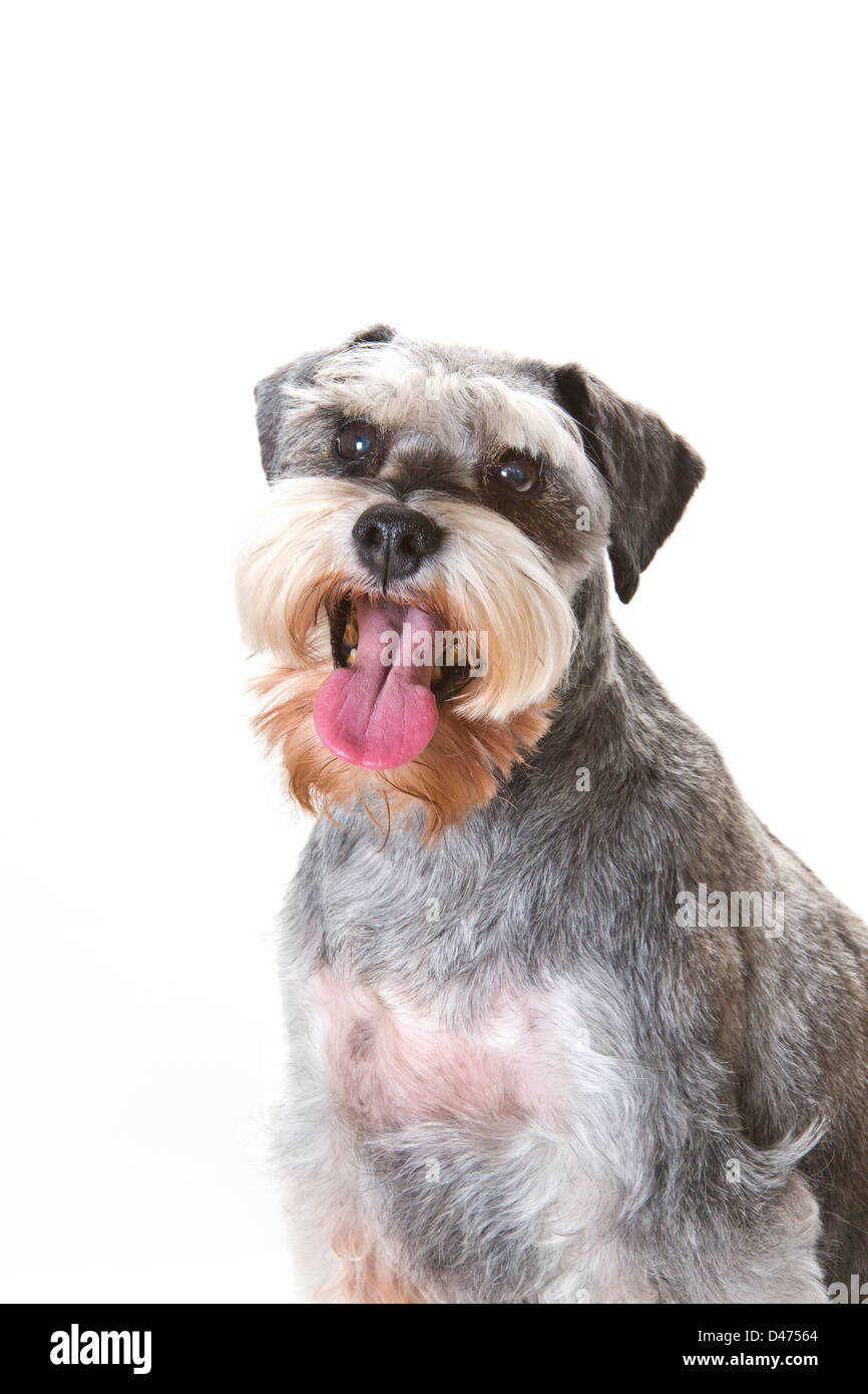 Miniature Schnauzer dog portrait facing on white background in studio ...
