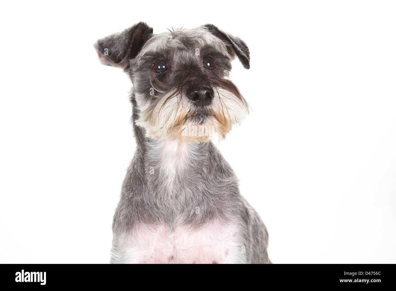 Miniature Schnauzer dog portrait facing on white background in studio ...