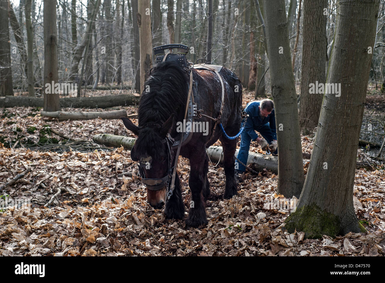 People and horses pulling trees hi-res stock photography and images - Alamy