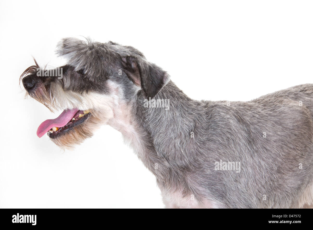 Miniature Schnauzer dog portrait profile on white background in studio ...