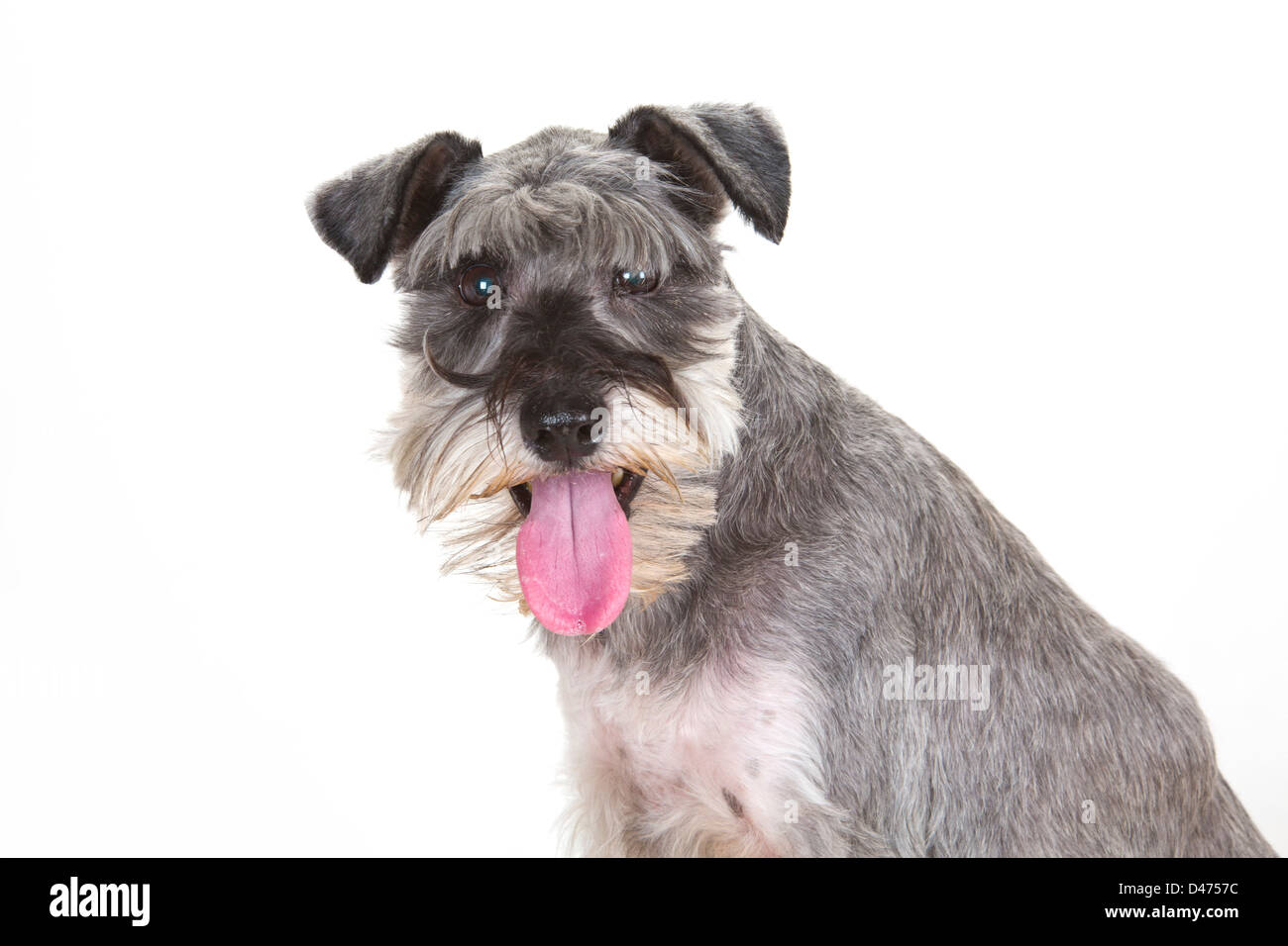 Miniature Schnauzer dog portrait facing on white background in studio ...