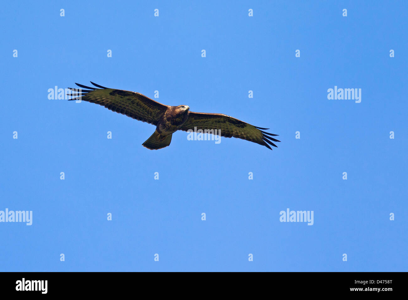 Common Buzzard (Buteo buteo), bird of prey in flight against blue sky ...