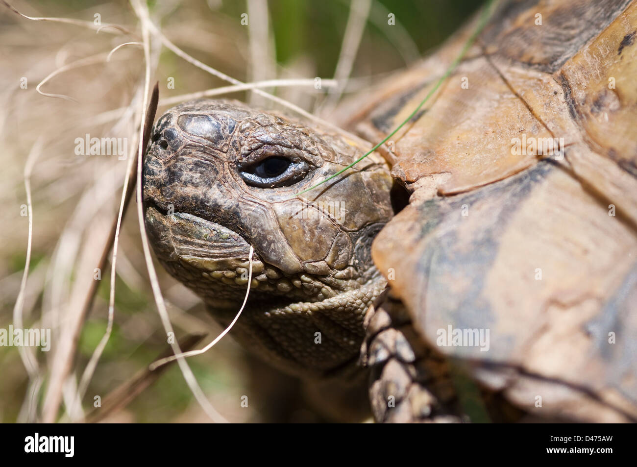 Angry turtle hi-res stock photography and images - Alamy