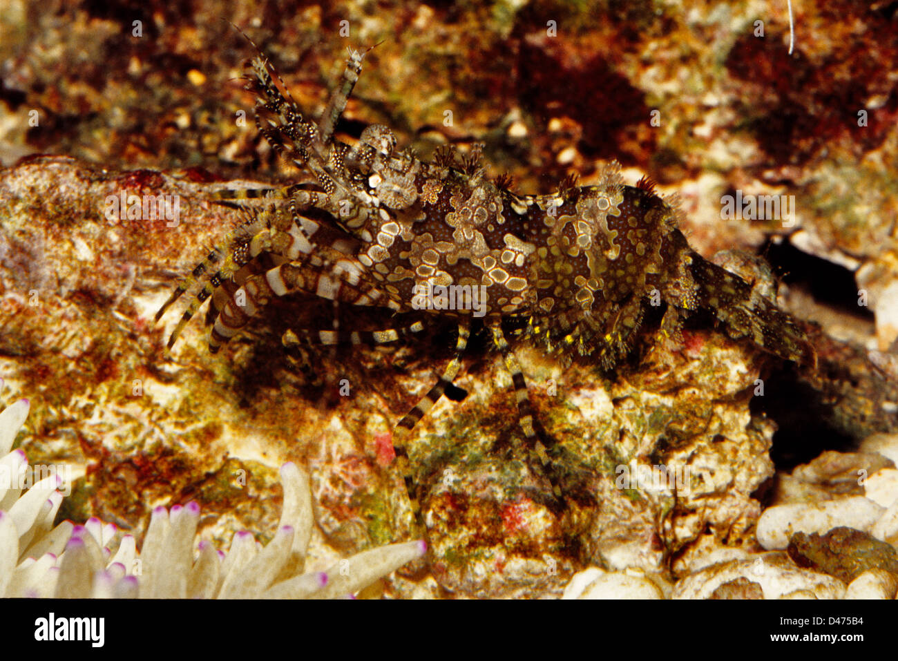 Cristacean hi-res stock photography and images - Alamy