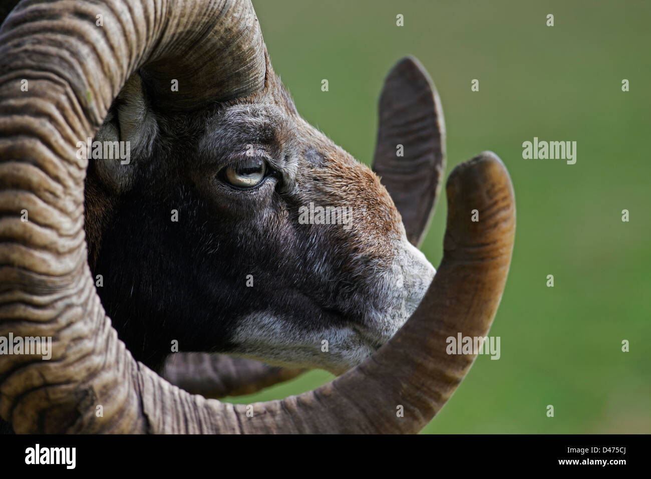 Goat Head Horns High Resolution Stock Photography and Images - Alamy