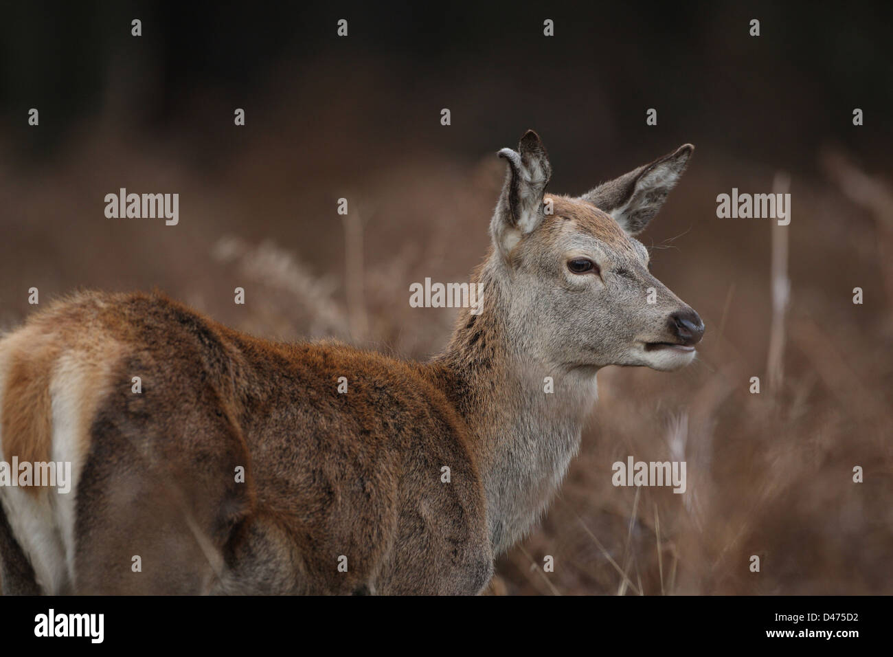 Red deer commission hi-res stock photography and images - Alamy