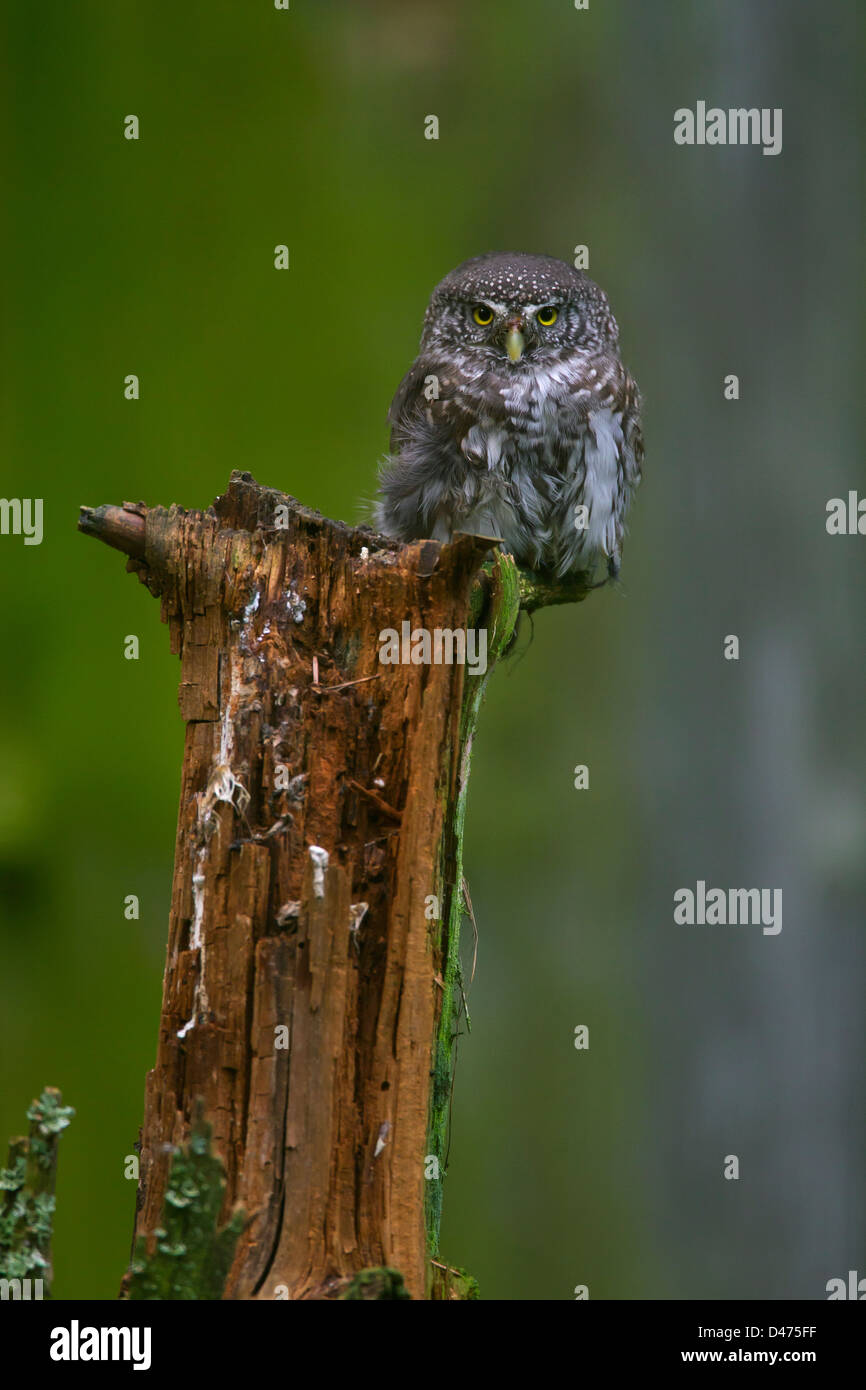 Glaucidium hi-res stock photography and images - Alamy