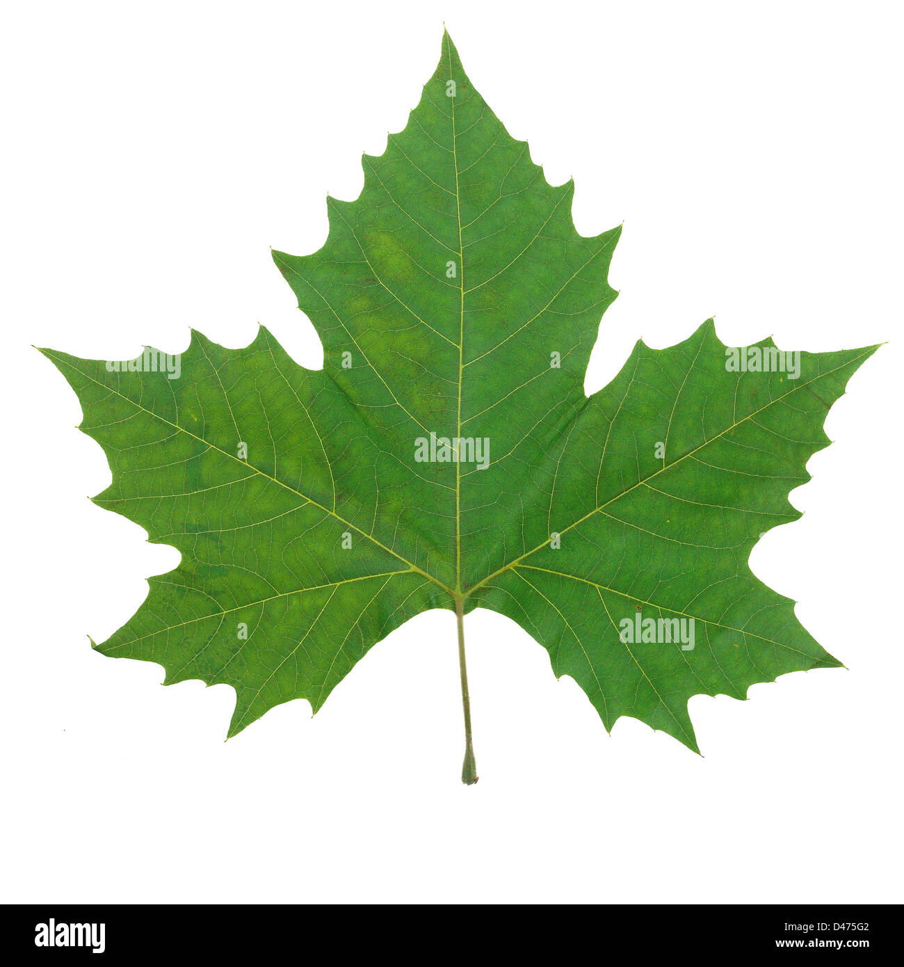 Fall maple leaf cut out hi-res stock photography and images - Alamy