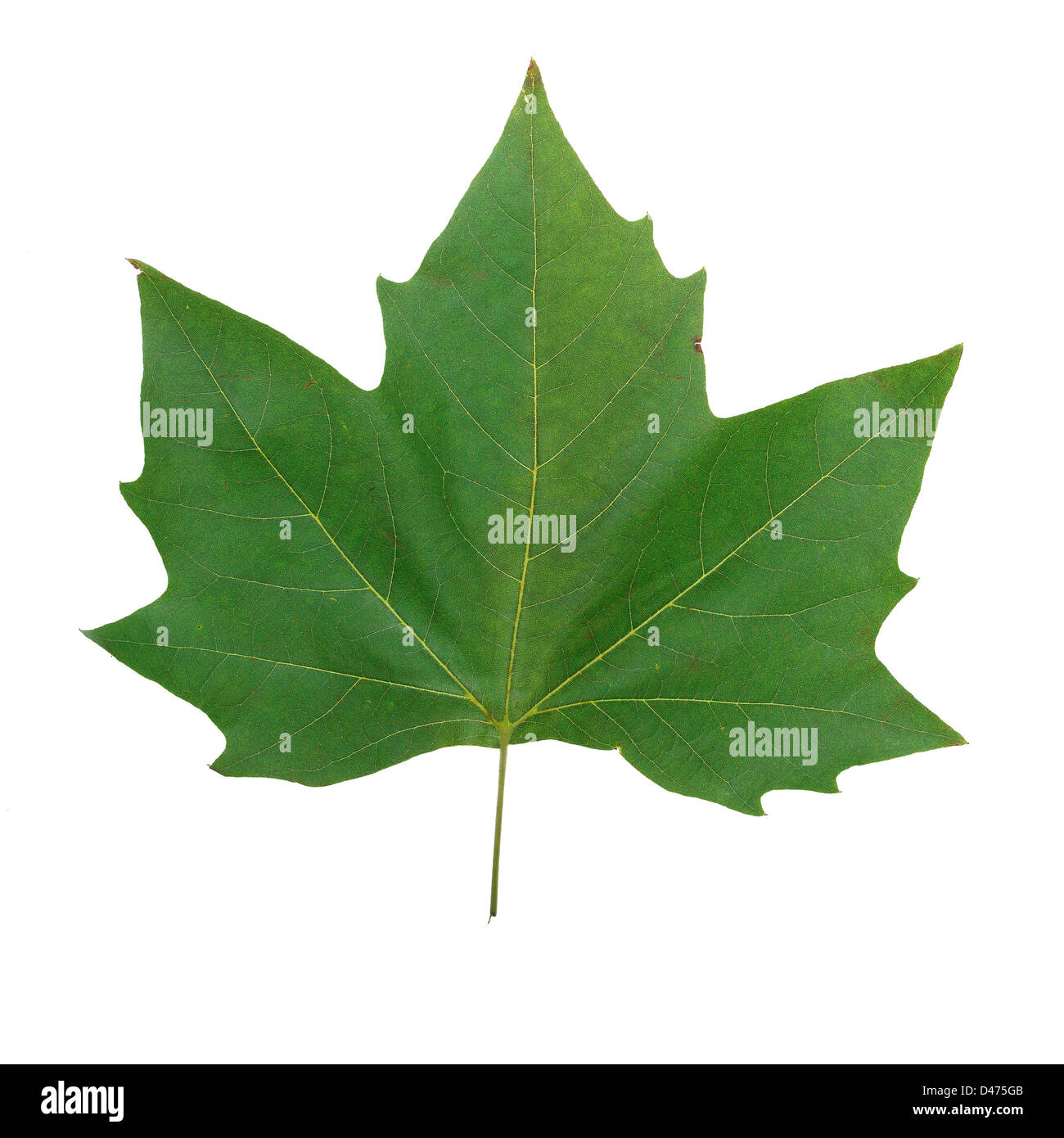 Single green maple leaf cut out white background Stock Photo: 54247771 ...
