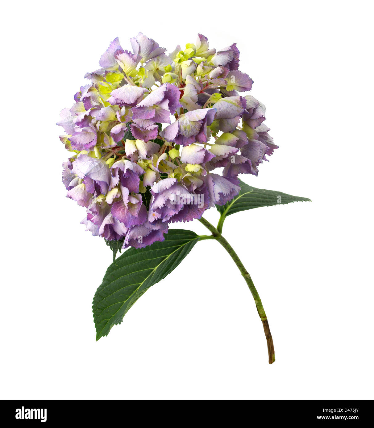 Plant diagonal cut stem hi-res stock photography and images - Alamy