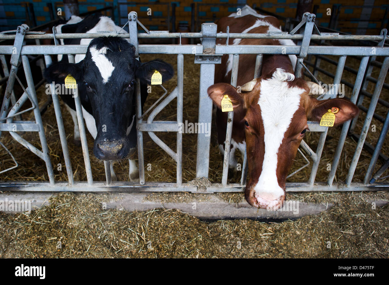 Cows stand in an open barn of dairy producer Krabat-Milchwelt ...