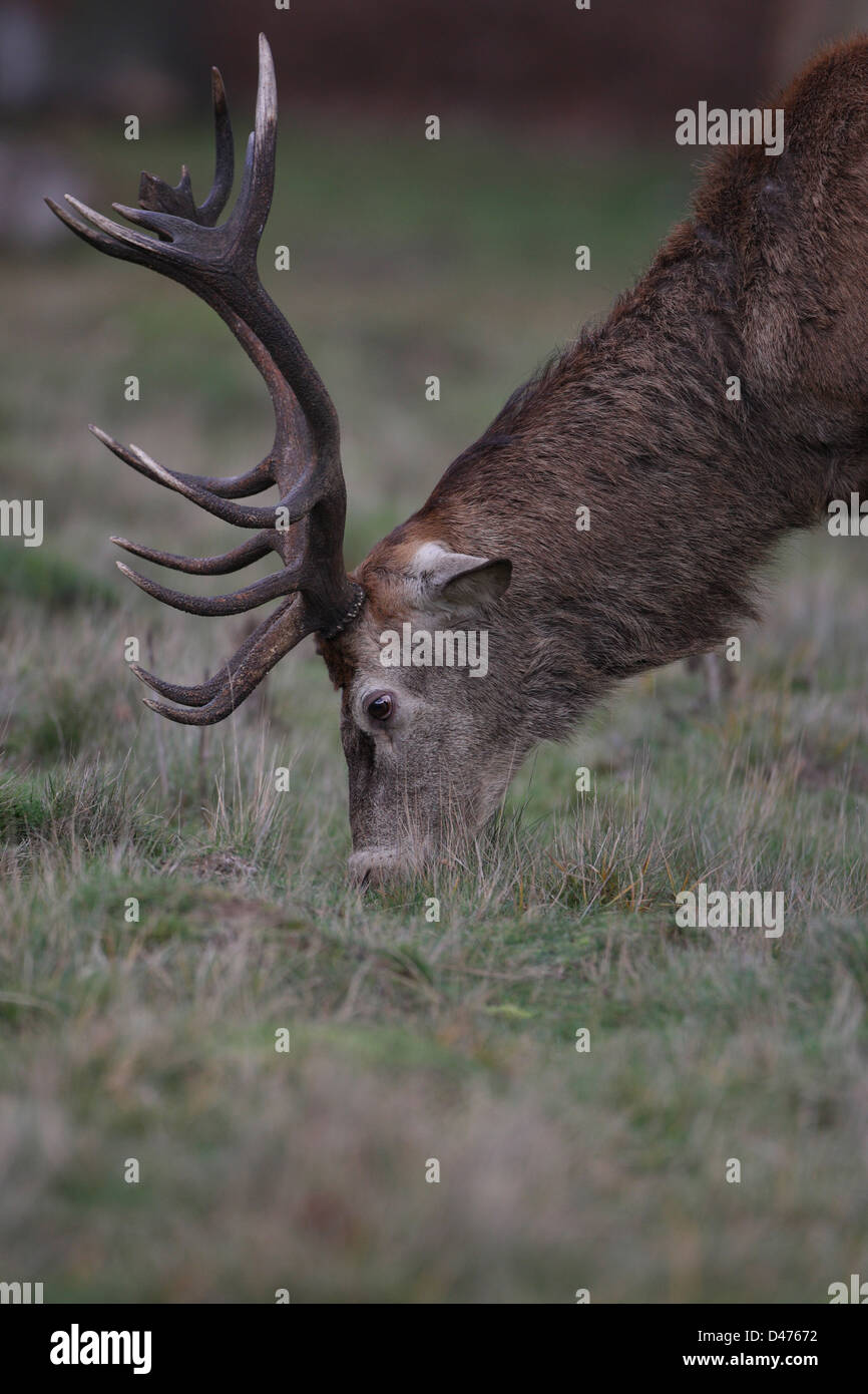 Red deer commission hi-res stock photography and images - Alamy